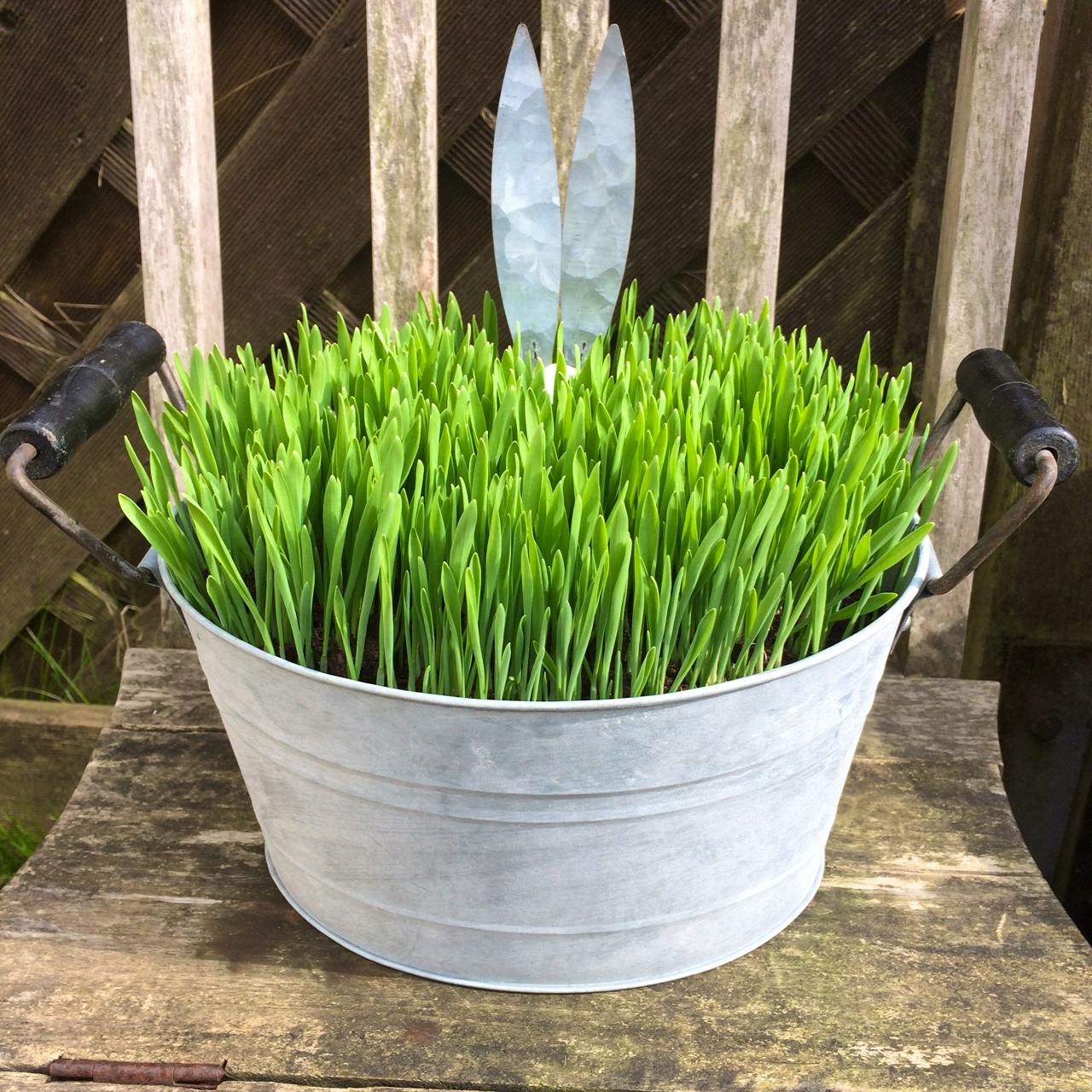 Das Gras wächst nicht schneller — Shorthand Social