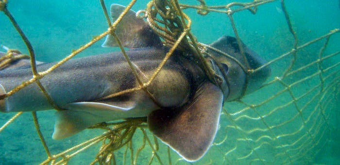 With You — Shorthand Social