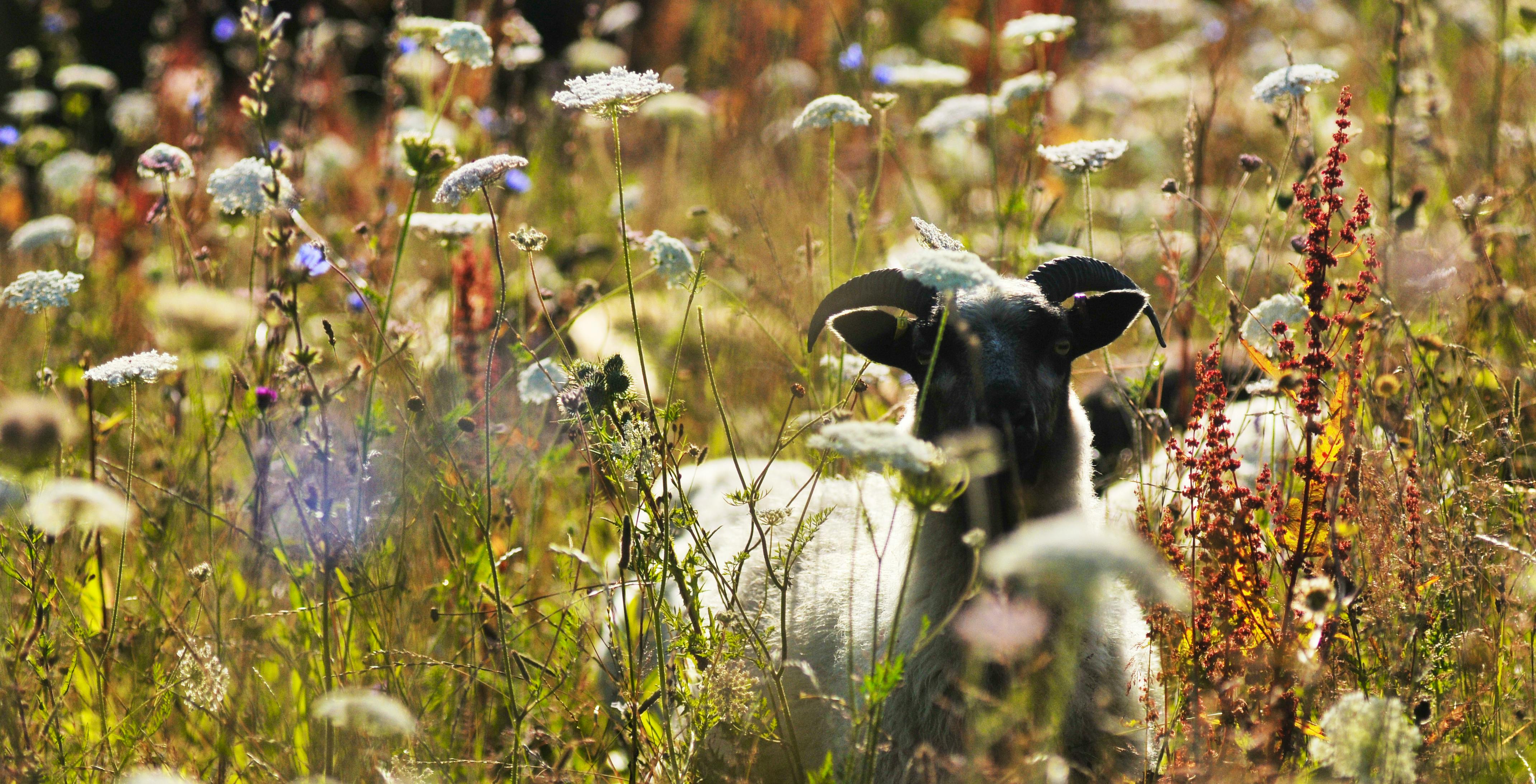 Rewilding and farming - a paradox? — Shorthand Social