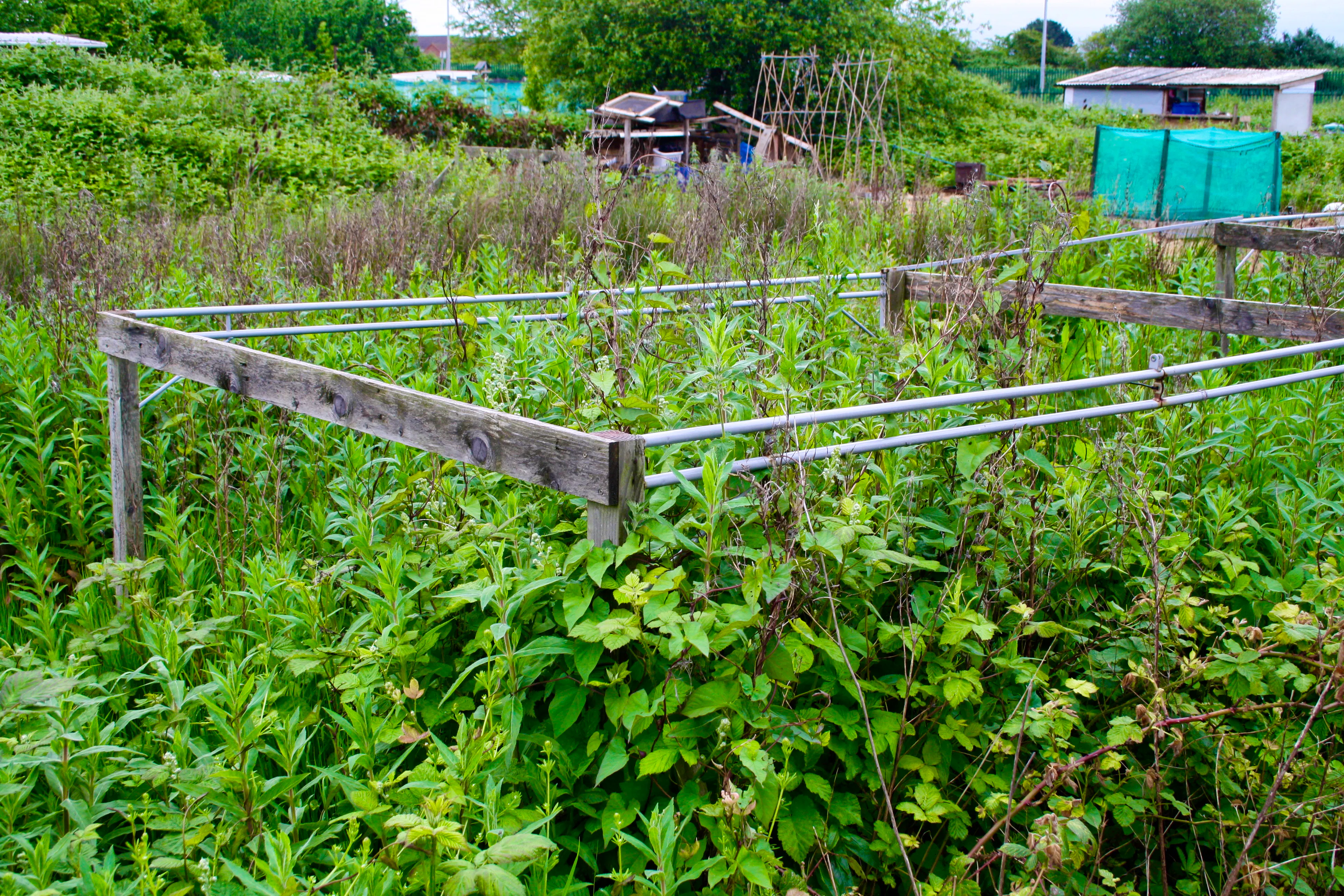 Cardiff"s Allotments: Are we losing the plot? — Shorthand Social