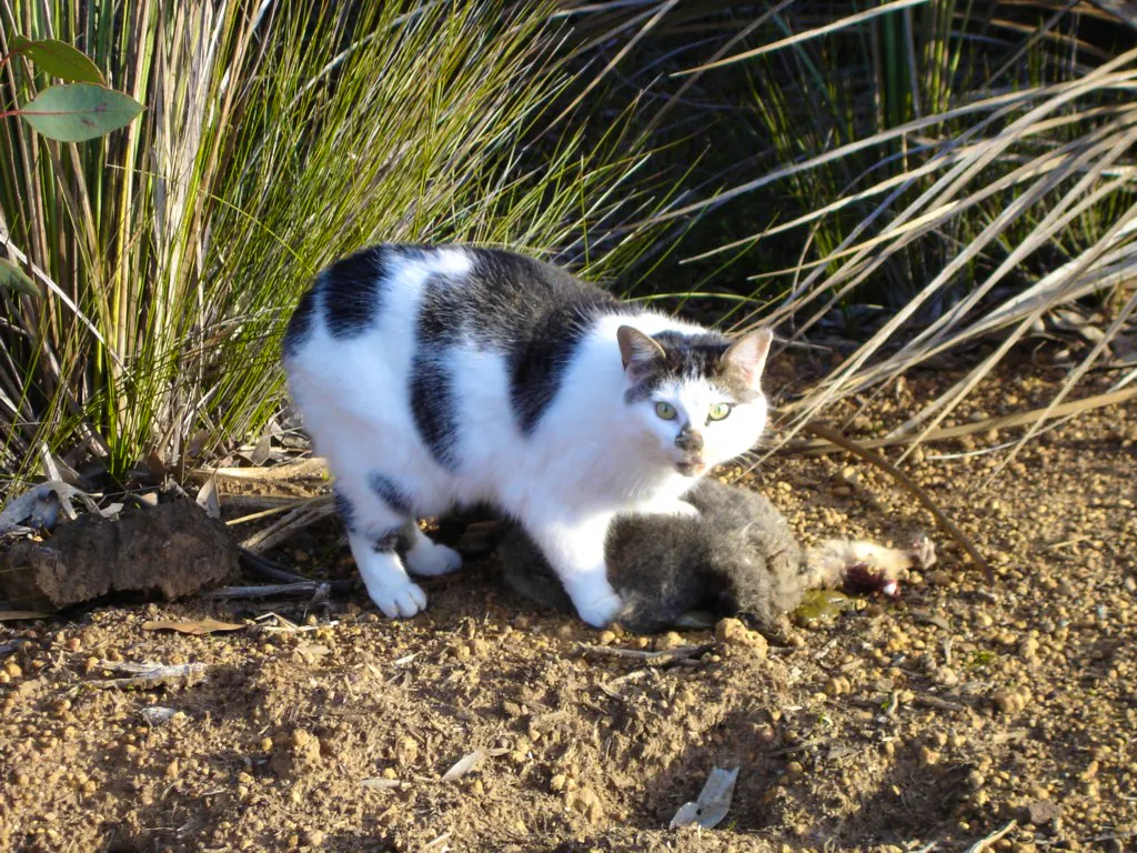Kangaroo Island begins Feral Cat Eradication Plan — Shorthand Social