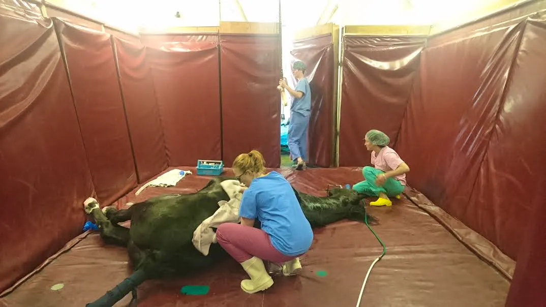 Sacrifices and compromises: Life as a female vet — Shorthand Social