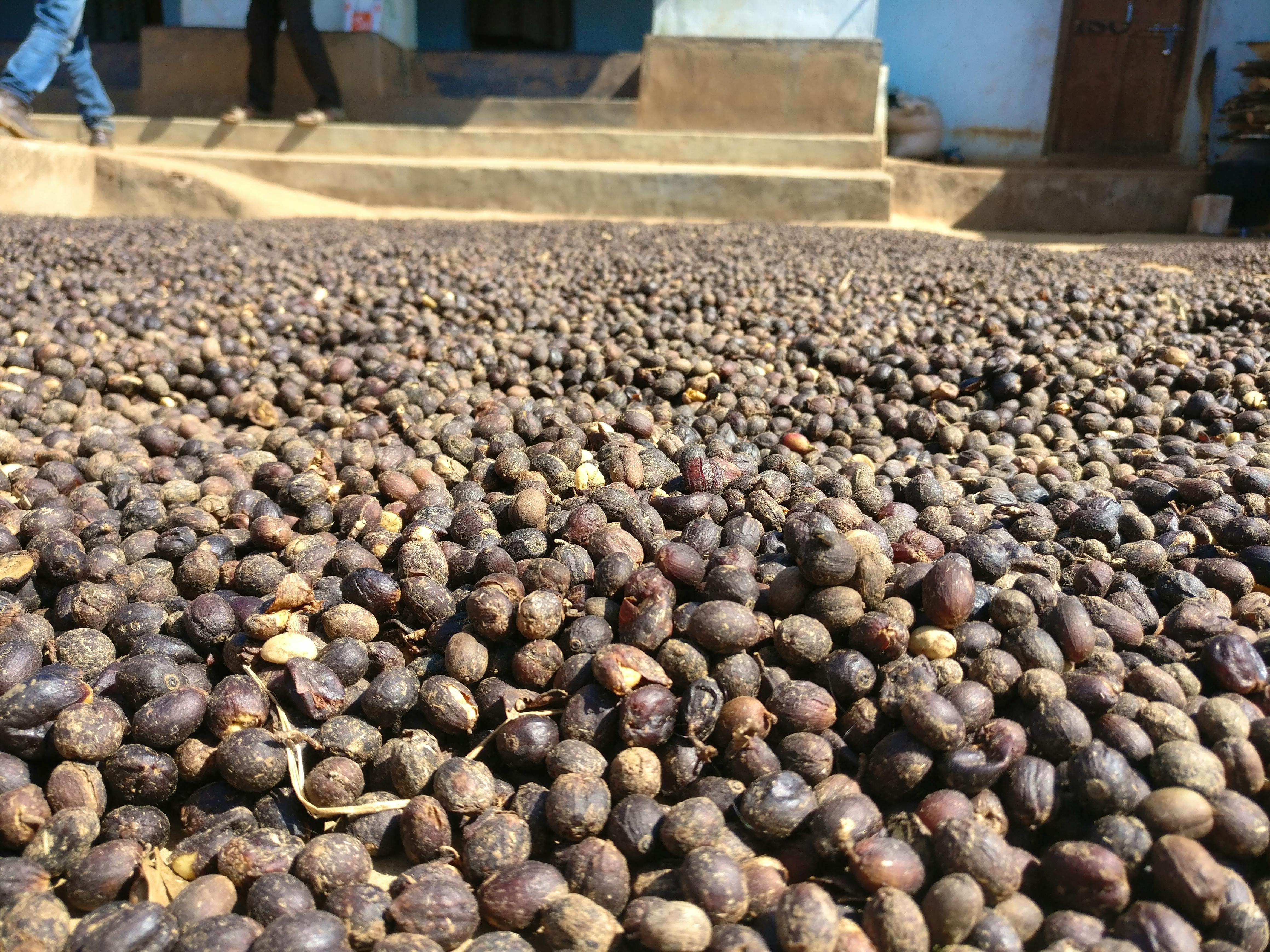 VILLAGES OF PADERU — Shorthand Social