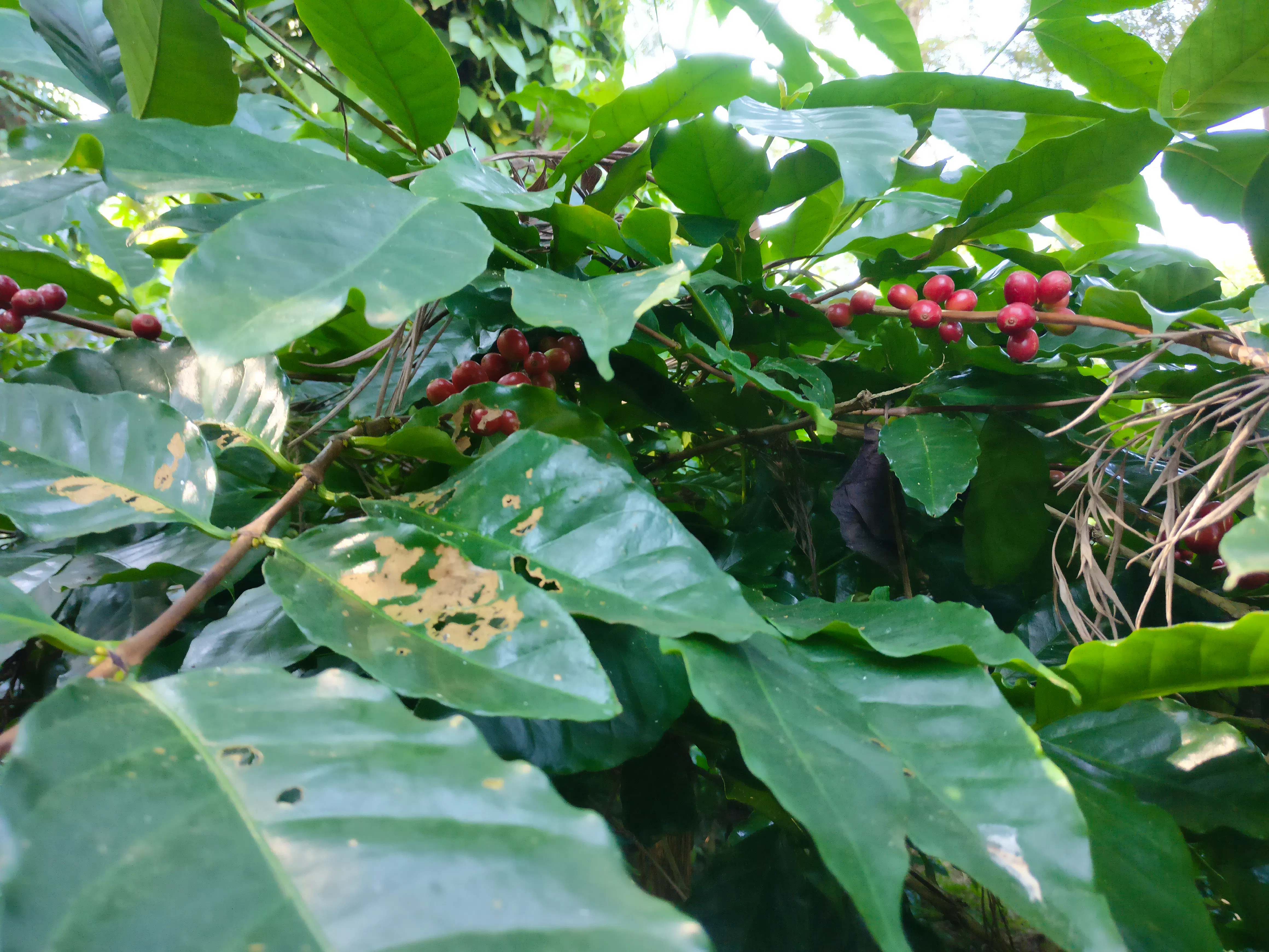 VILLAGES OF PADERU — Shorthand Social
