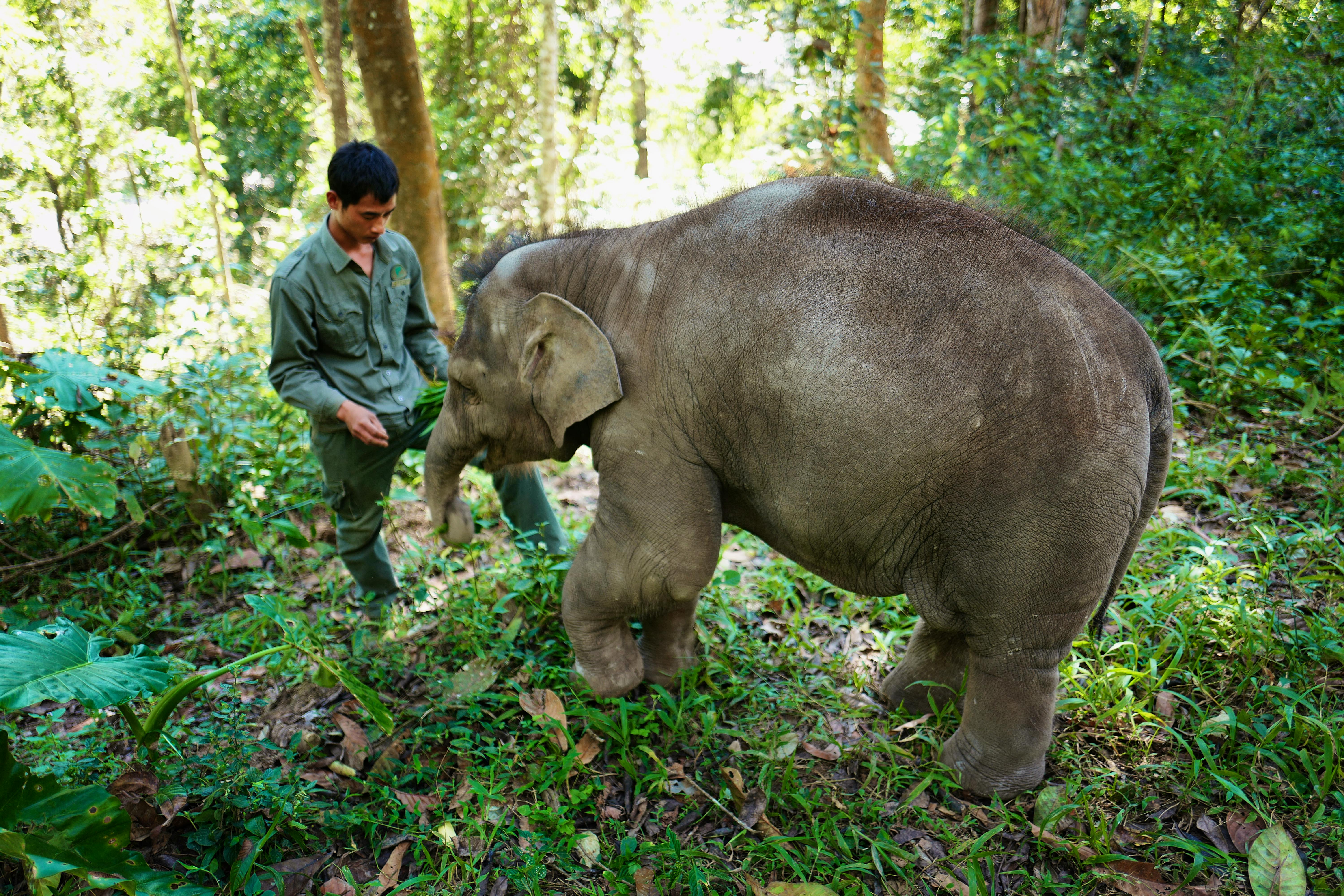 Wildlife Elephants Protection — Shorthand Social