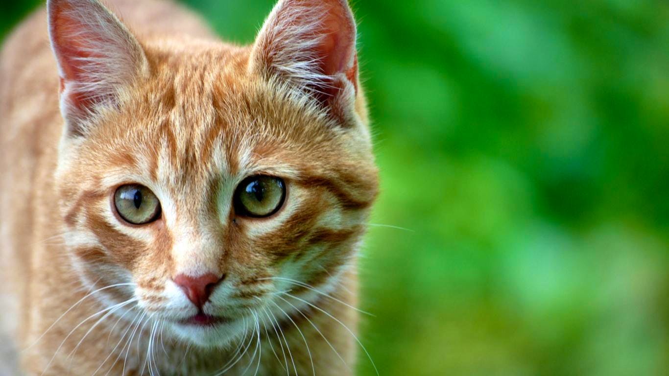 Cats & the Sacred — Shorthand Social