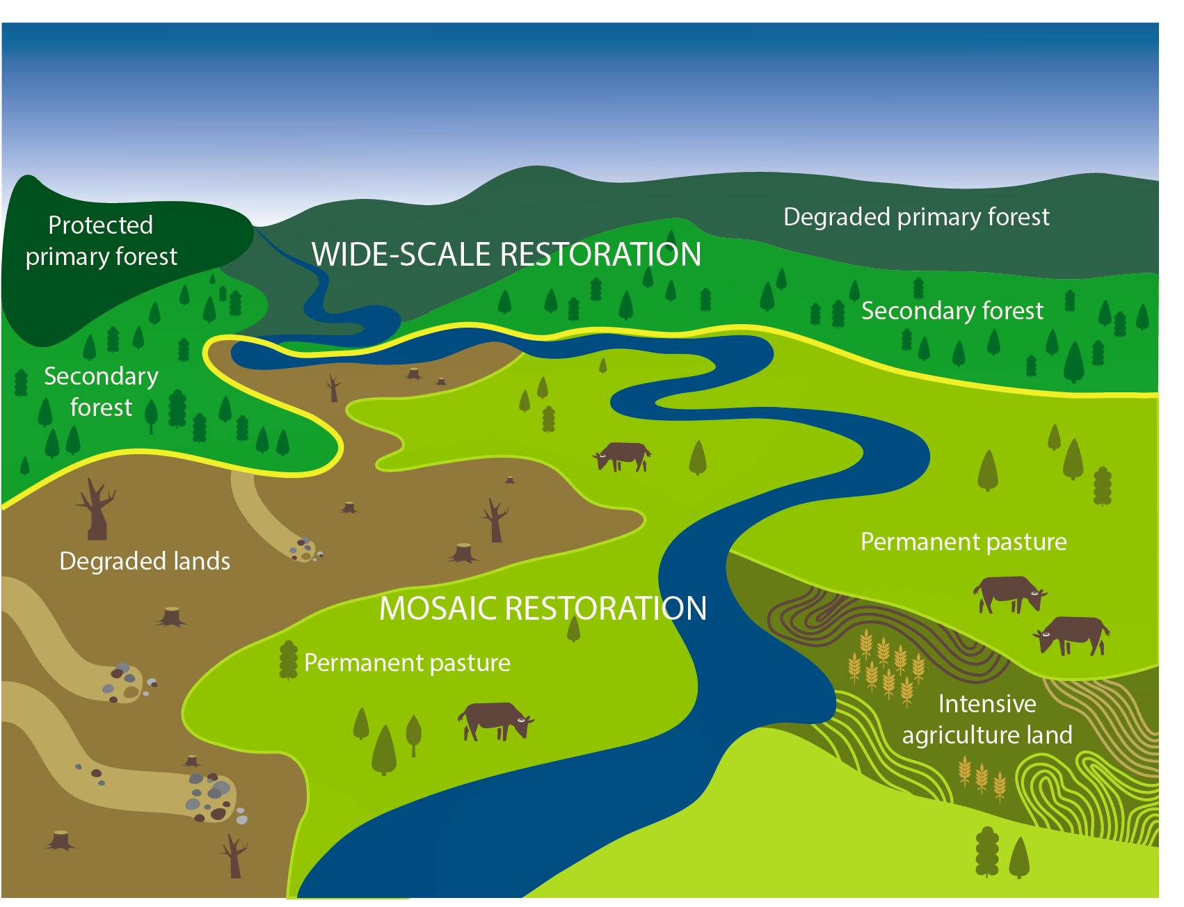 IUCN Forest Programme — Shorthand Social