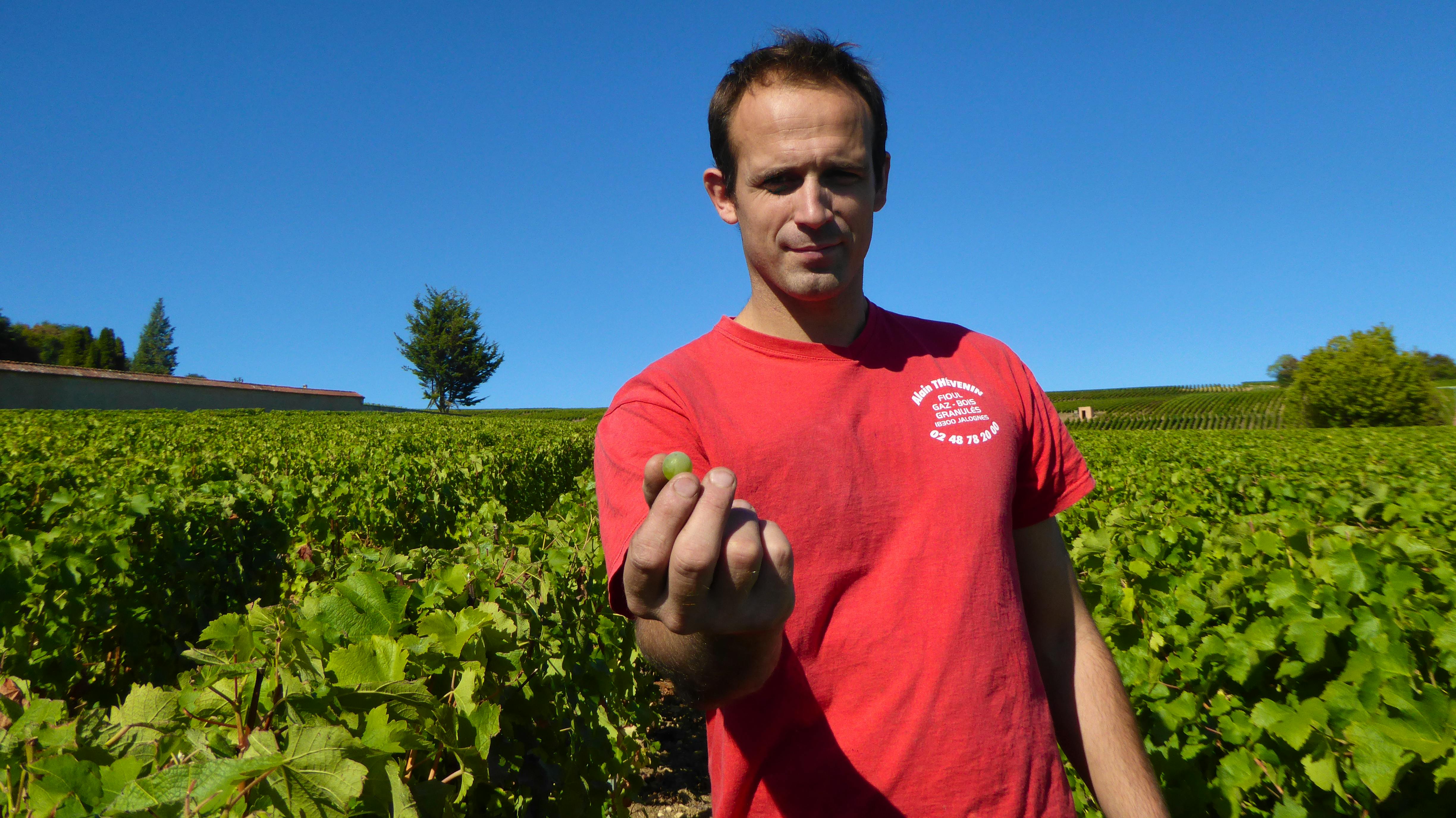 Sancerre — Shorthand Social