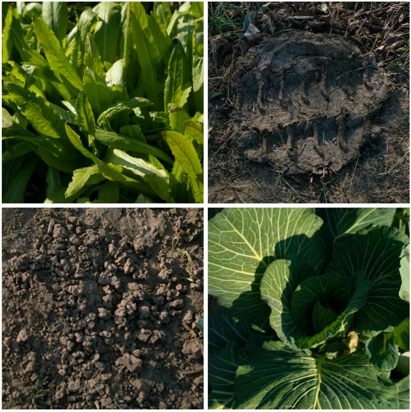 What Are We Talking about When We Talk about Organic Vegetables ...