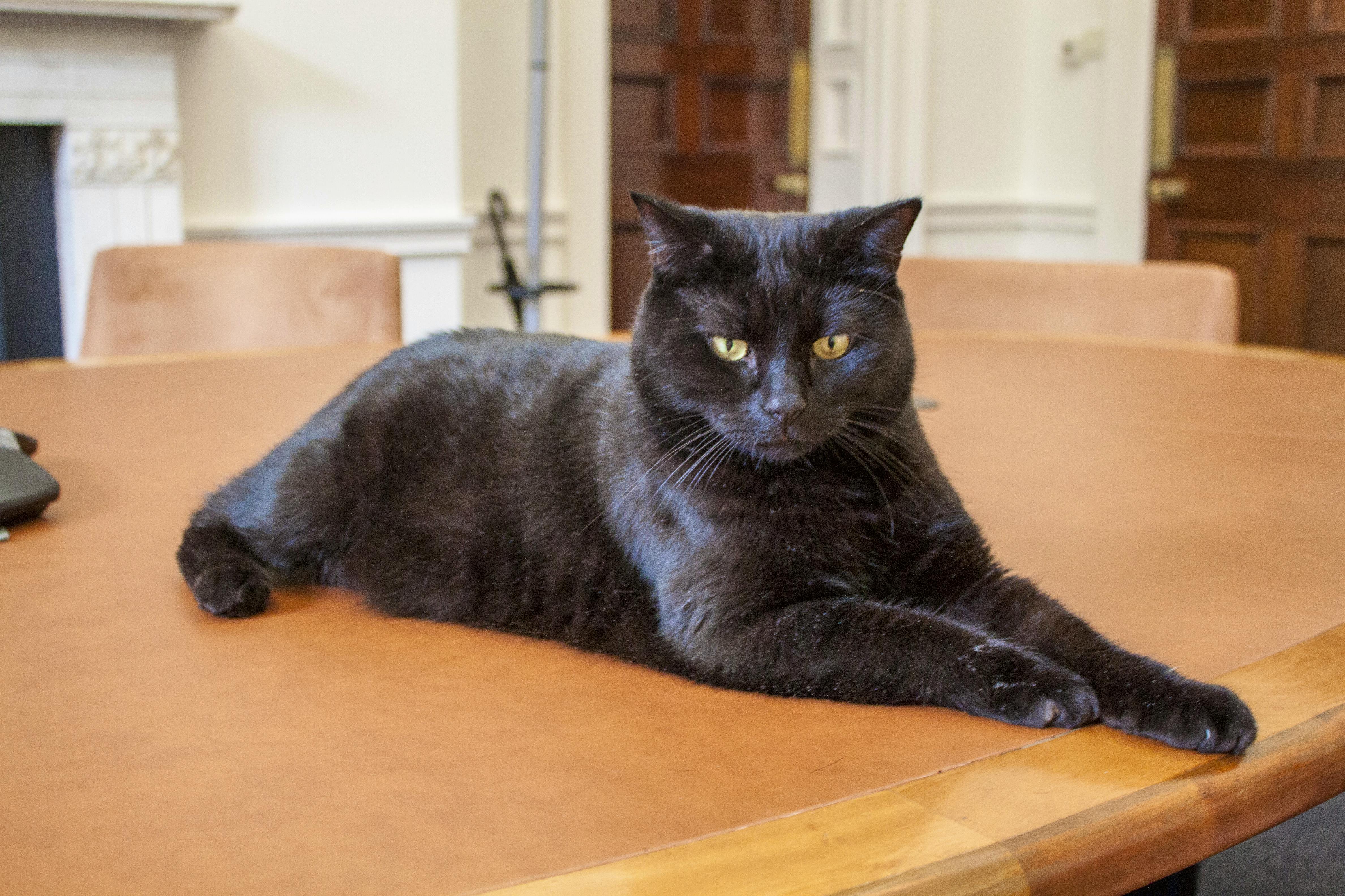 A cat"s life — Shorthand Social