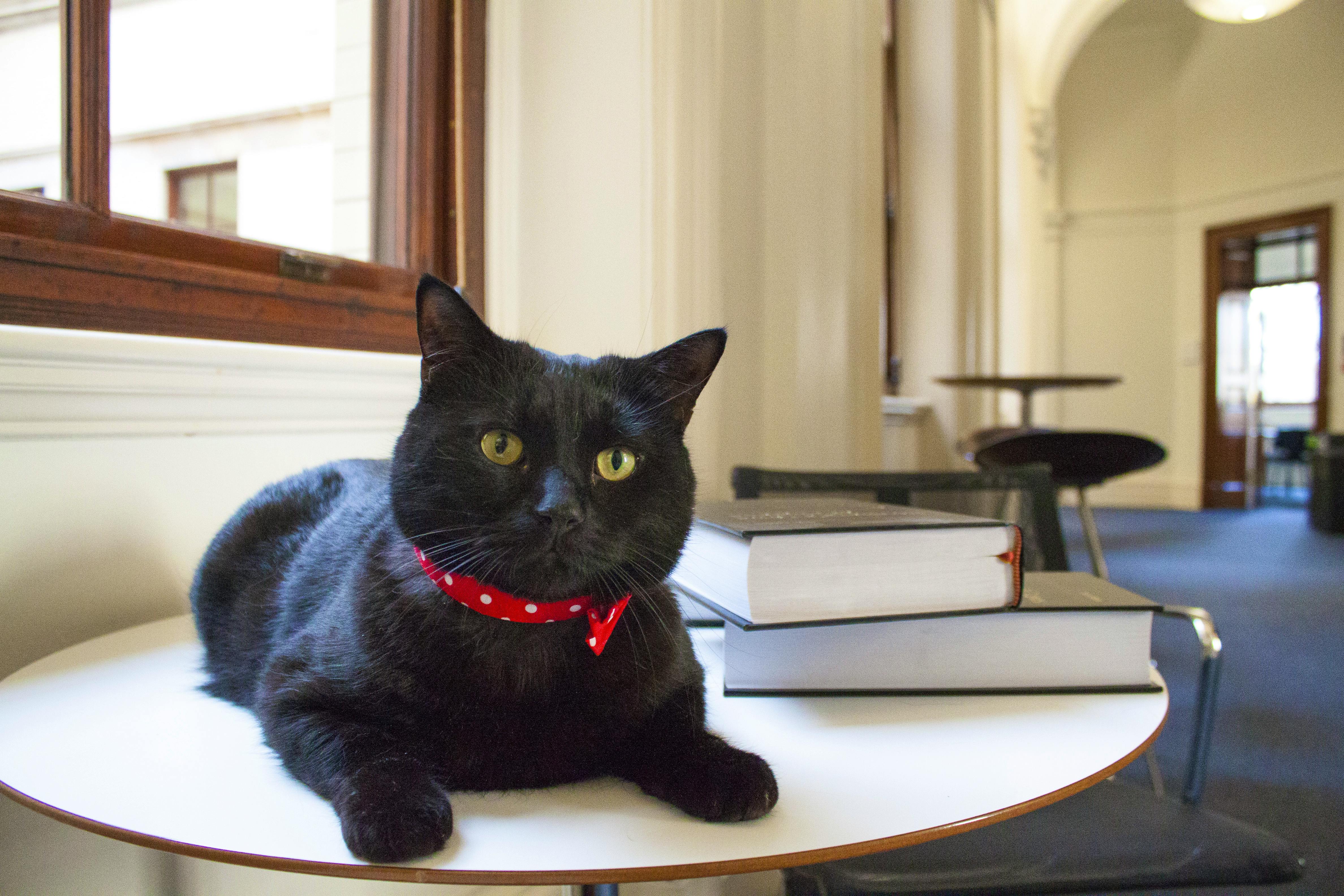 A cat"s life — Shorthand Social