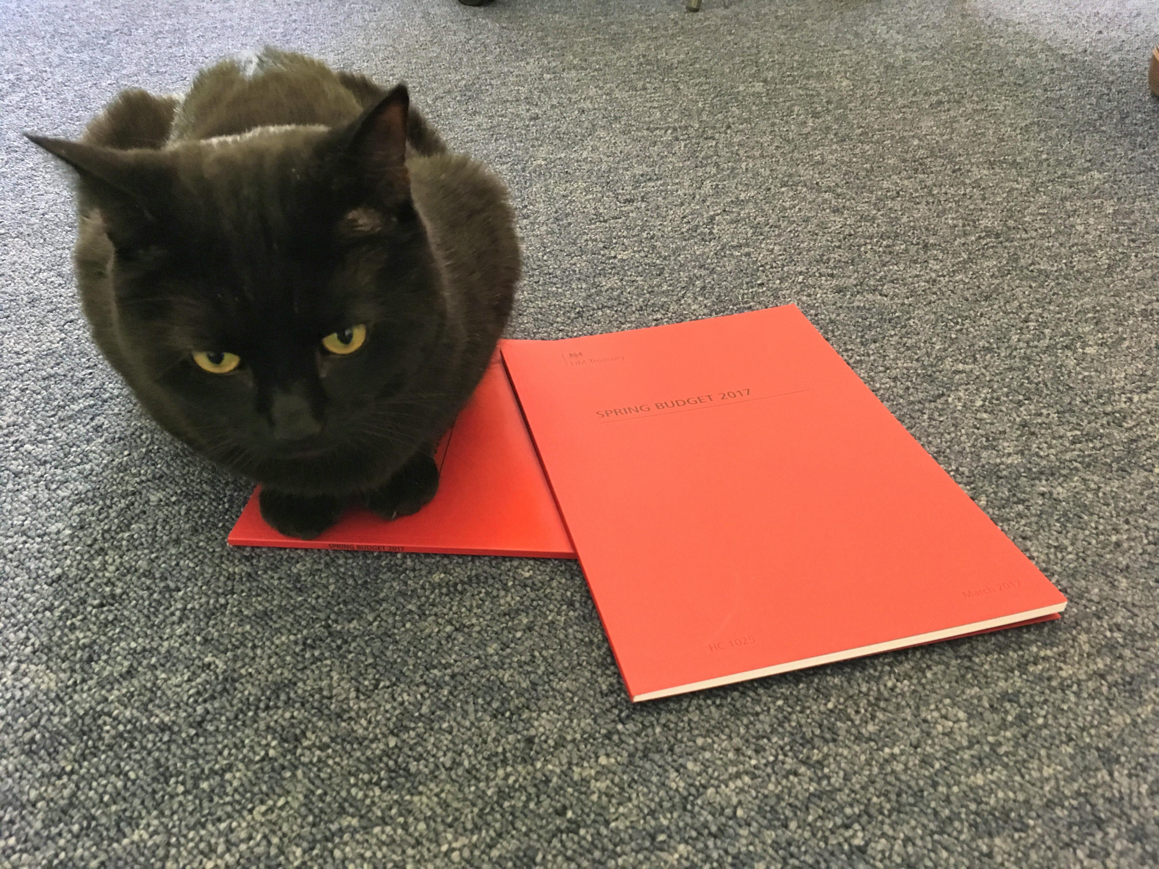 A cat"s life — Shorthand Social