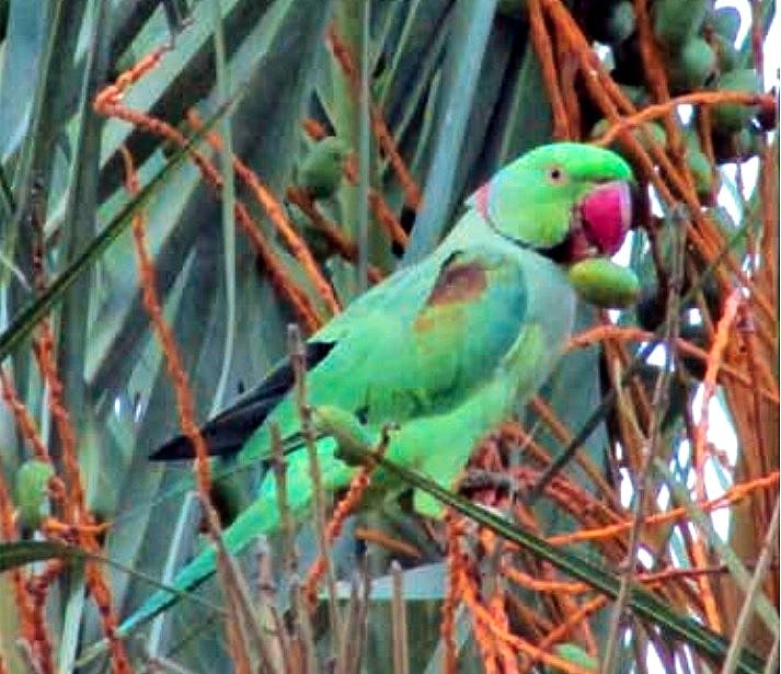 New records of #invasive #parakeet hybrids in Spain An opportunity to ...
