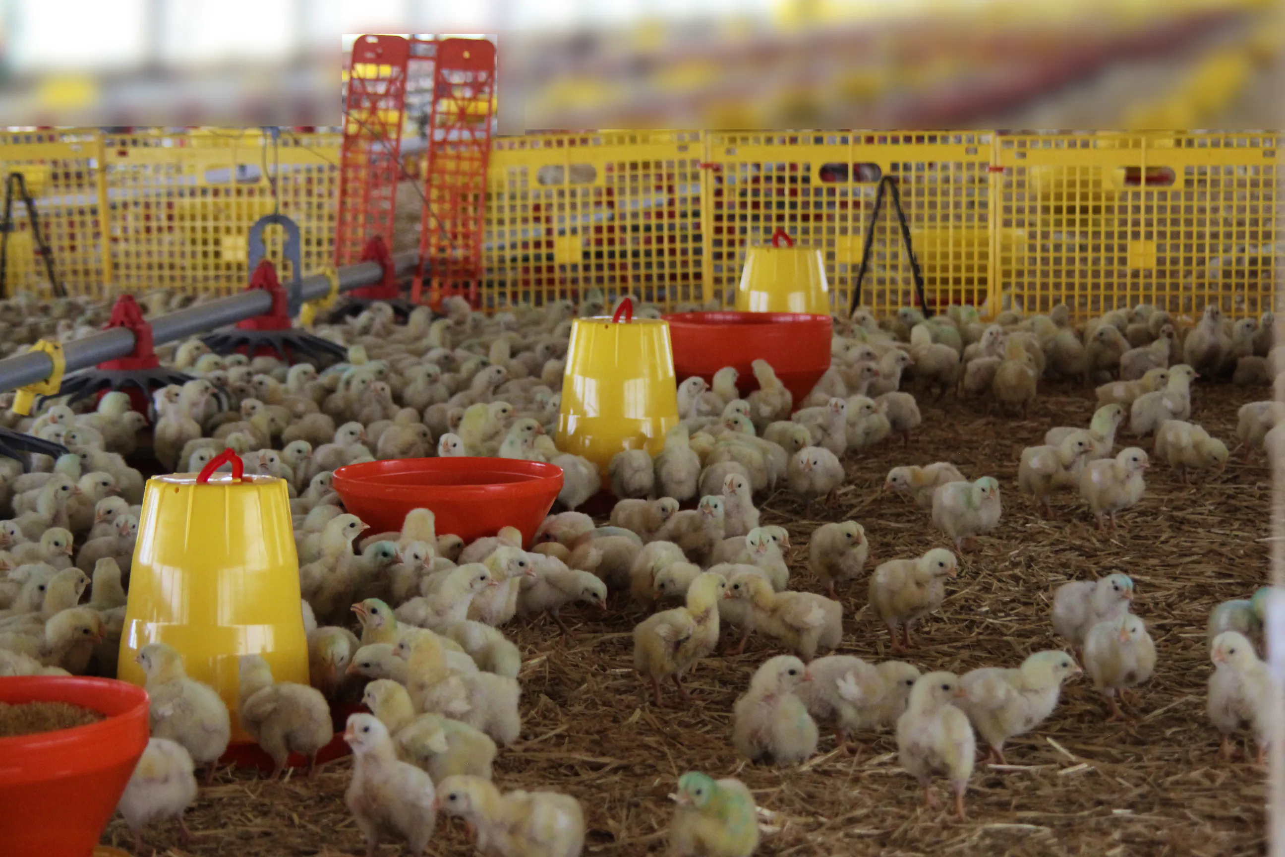 Alimentar pollos... — Shorthand Social