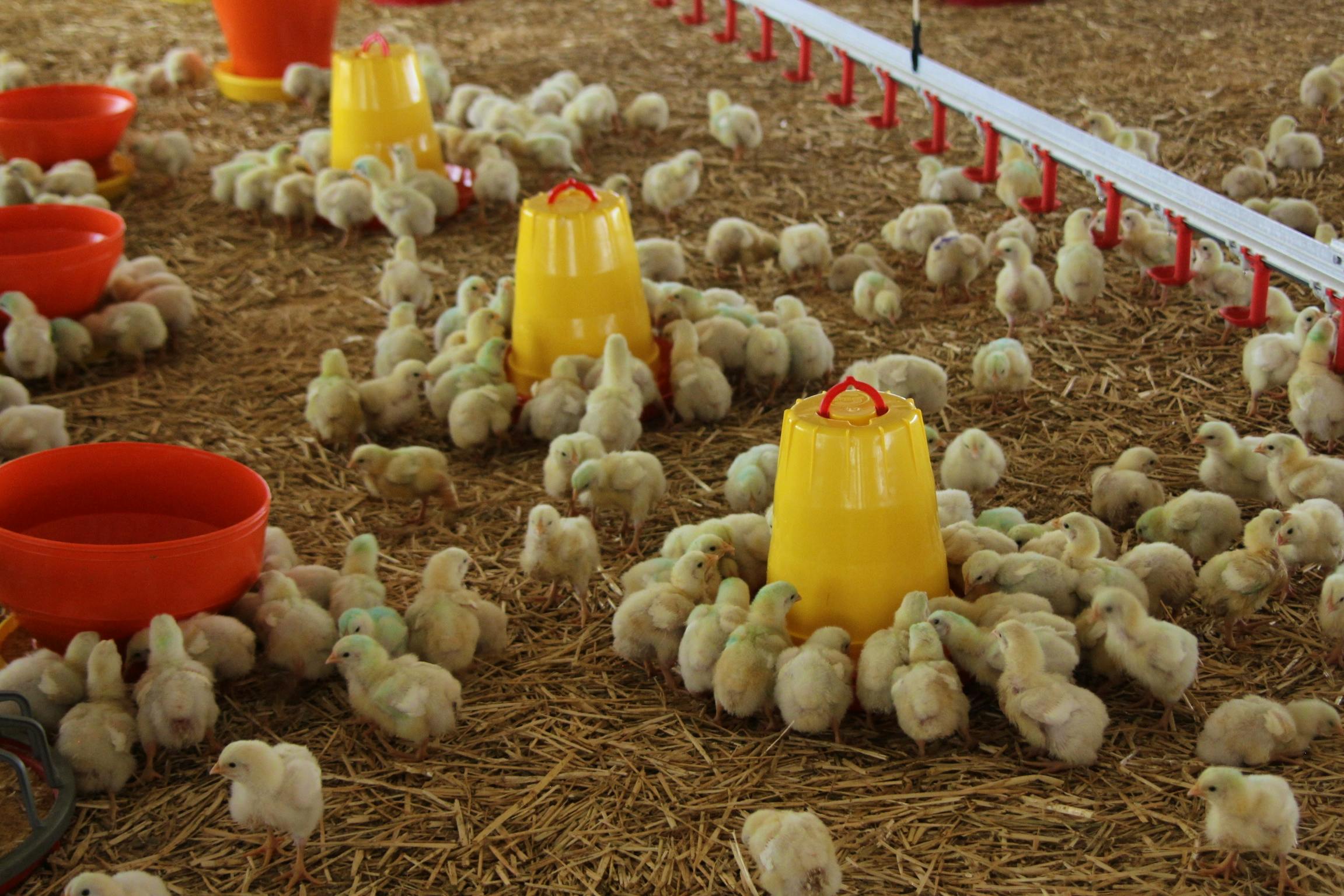 Alimentar pollos... — Shorthand Social