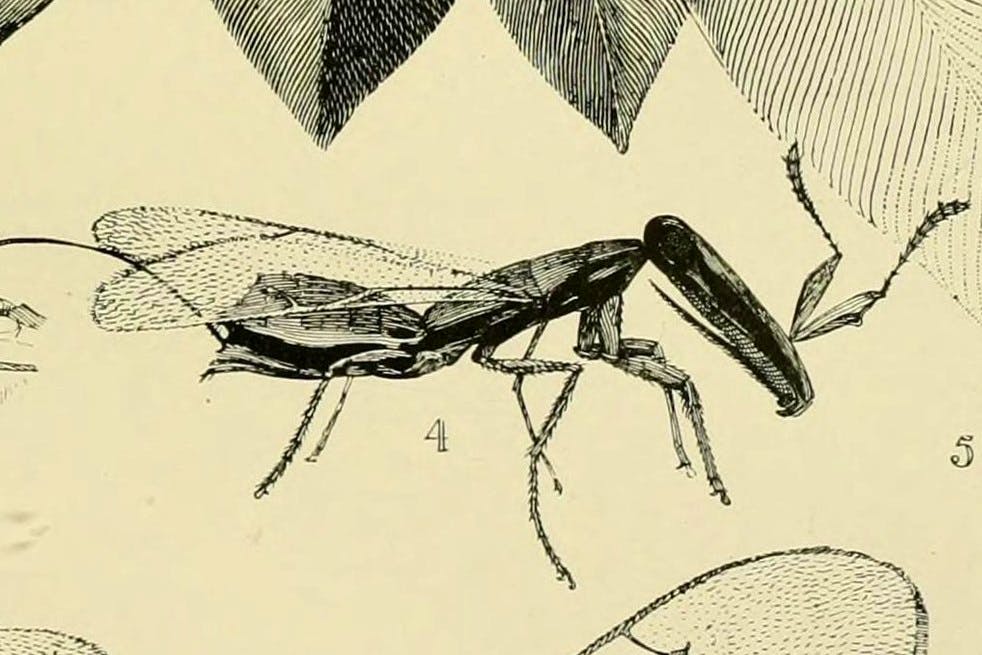 The evolutionary ecology of interactive synchronism The illusion of the ...