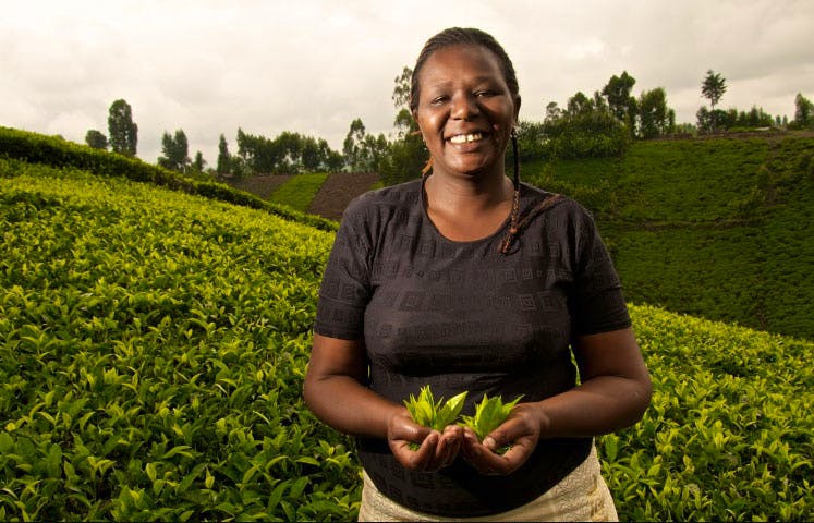 Traidcraft: Making a better cup of tea — Shorthand Social