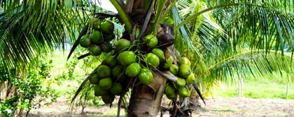 El coco empieza a dominar la industria. — Shorthand Social