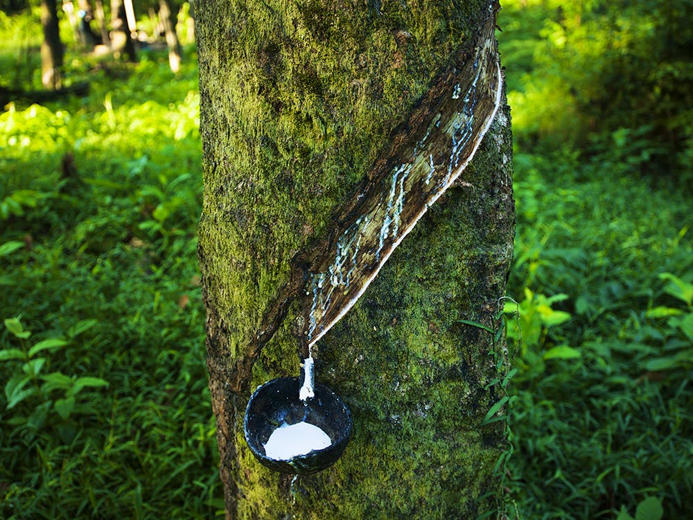Finding a win-win situation for conservation and rubber farmers in ...