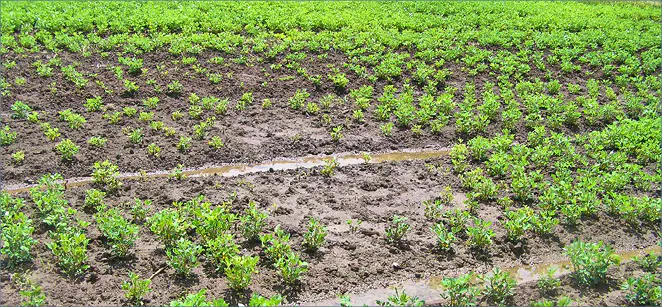 Can we create salt tolerant crops? — Shorthand Social
