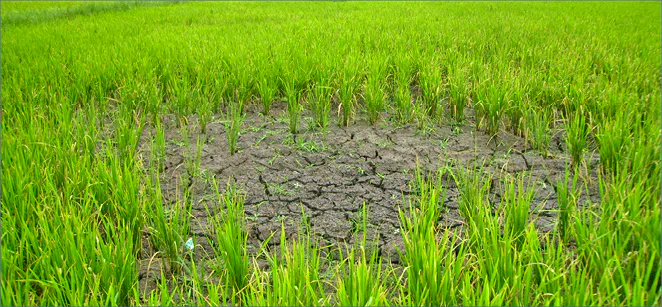 Can we create salt tolerant crops? — Shorthand Social