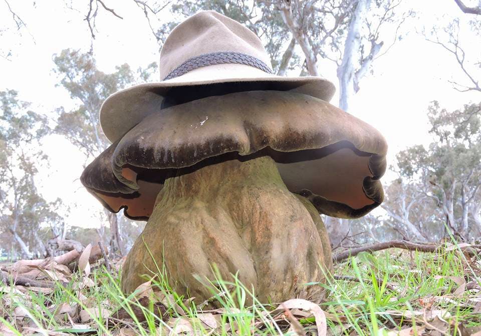 Inside a shearing shed — Shorthand Social
