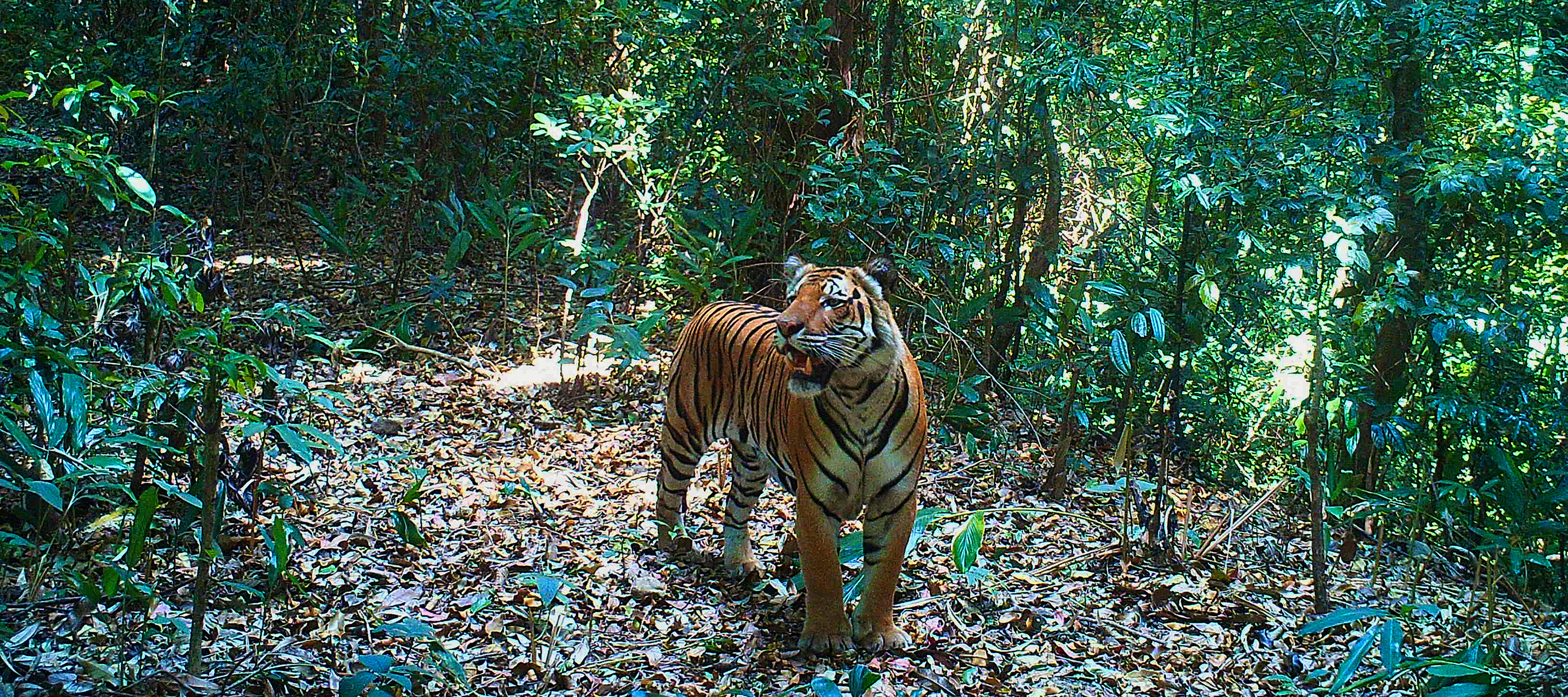 Tiger Encounters — Shorthand Social