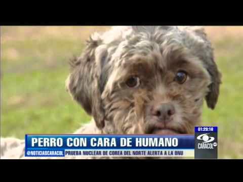 El perro con cara de Humano Noticias Caracol — Shorthand Social