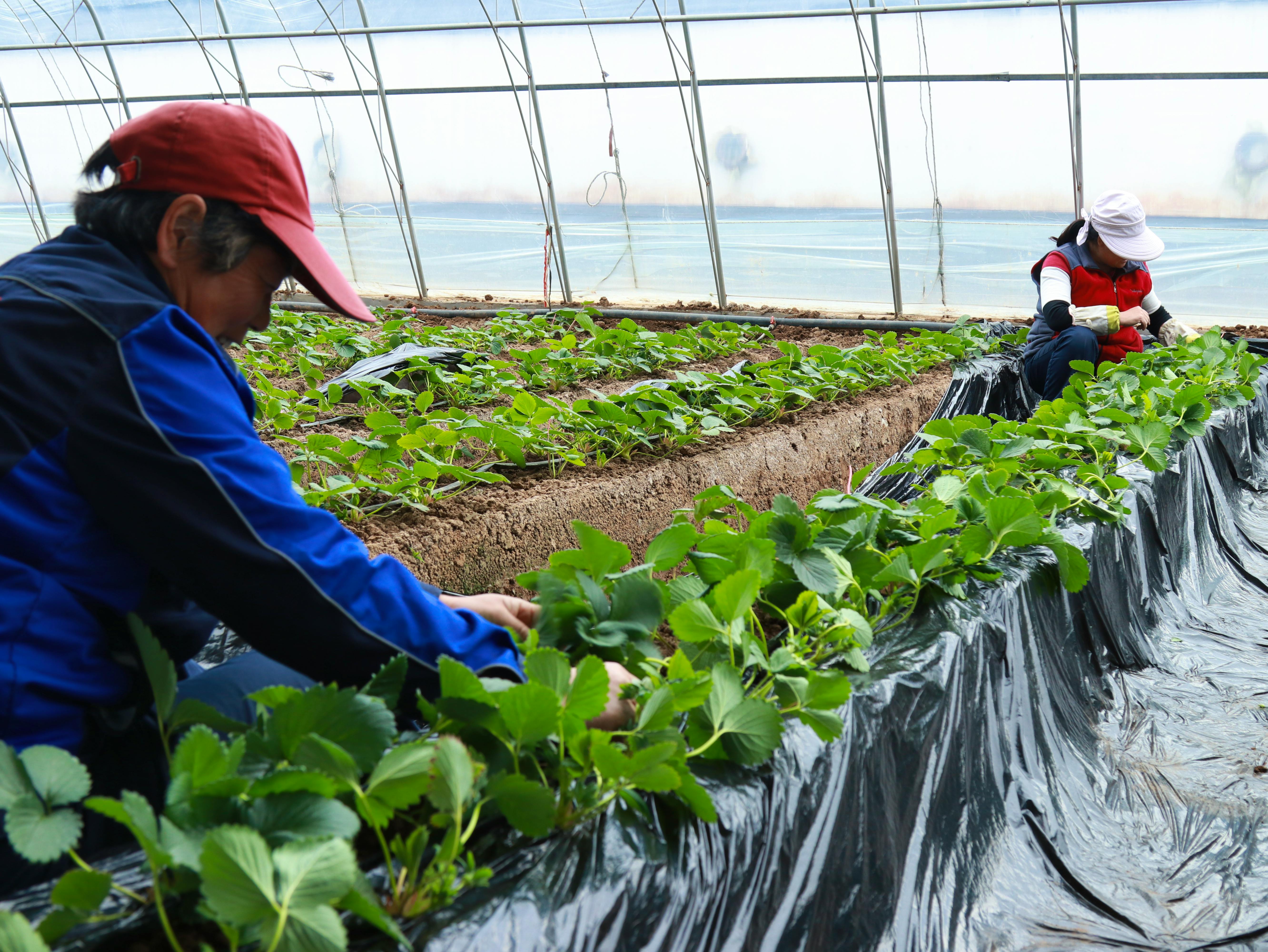 The Emerging Culture of Fruit Picking and Sightseeing Garden ...