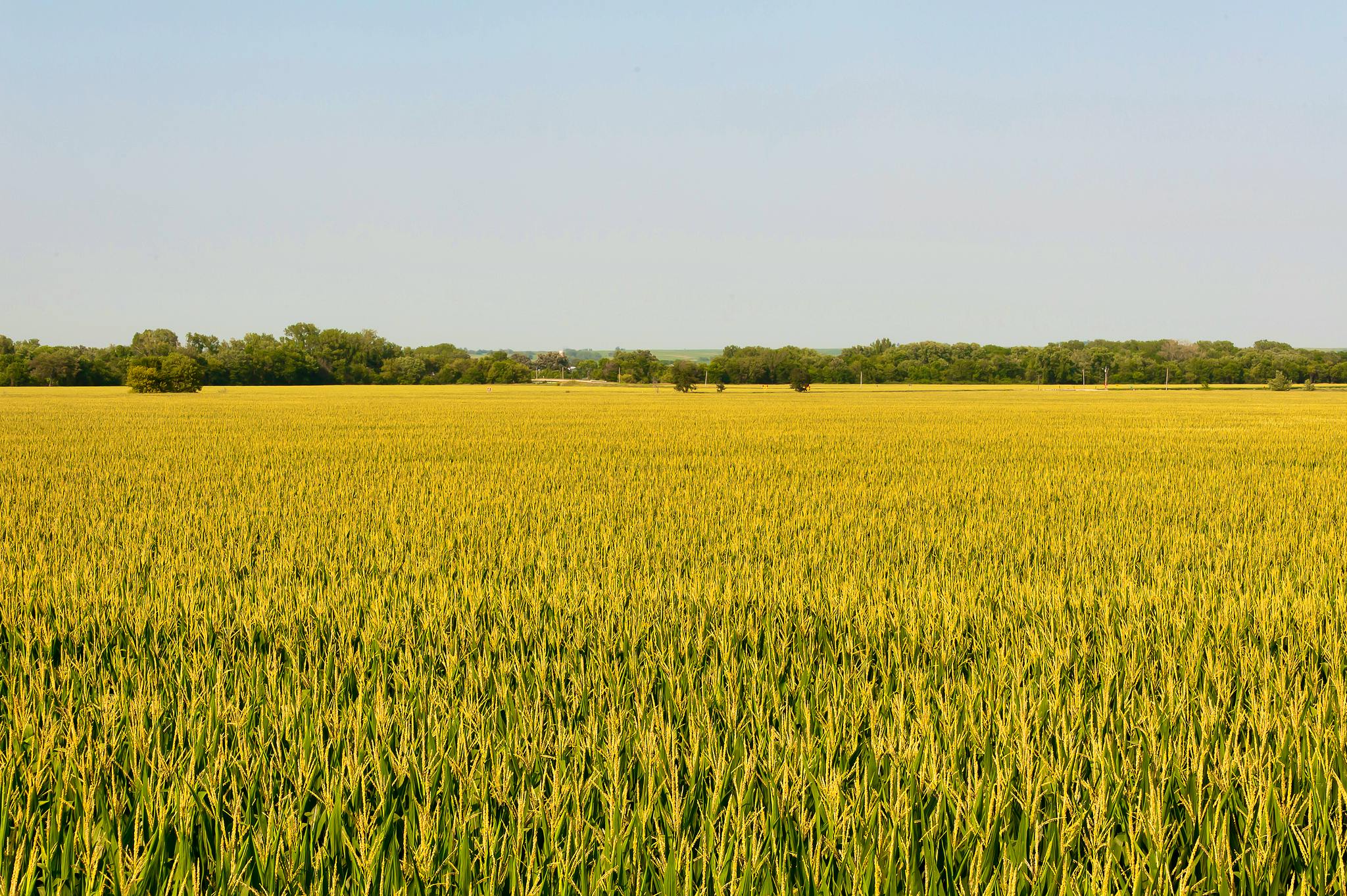 Daemon & Freedom™ — Shorthand Social