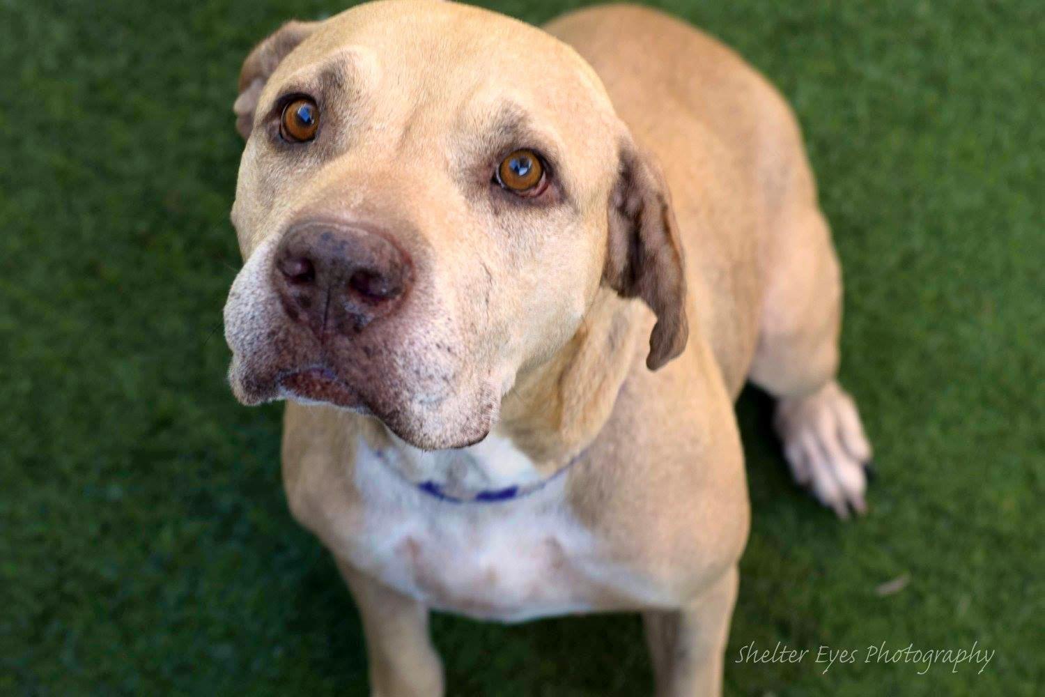 Saveable Forms Fillable D D - Printable Forms Free Online