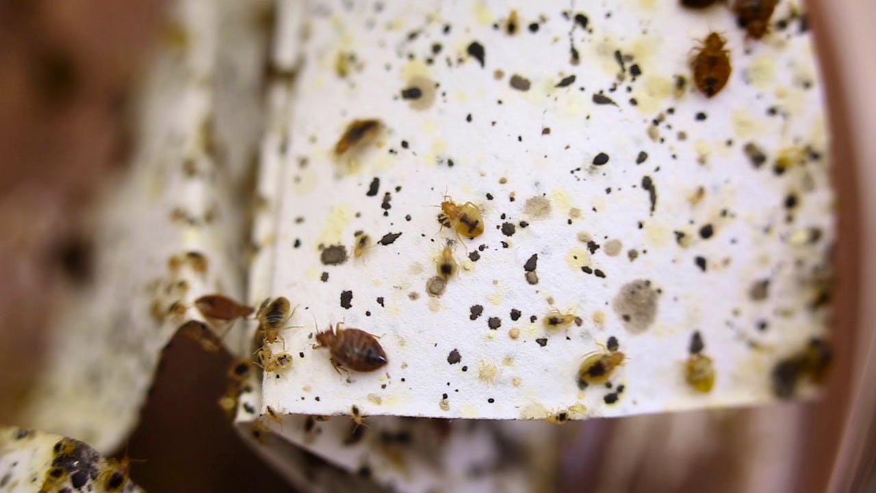 Mother of Bed Bugs — Shorthand Social