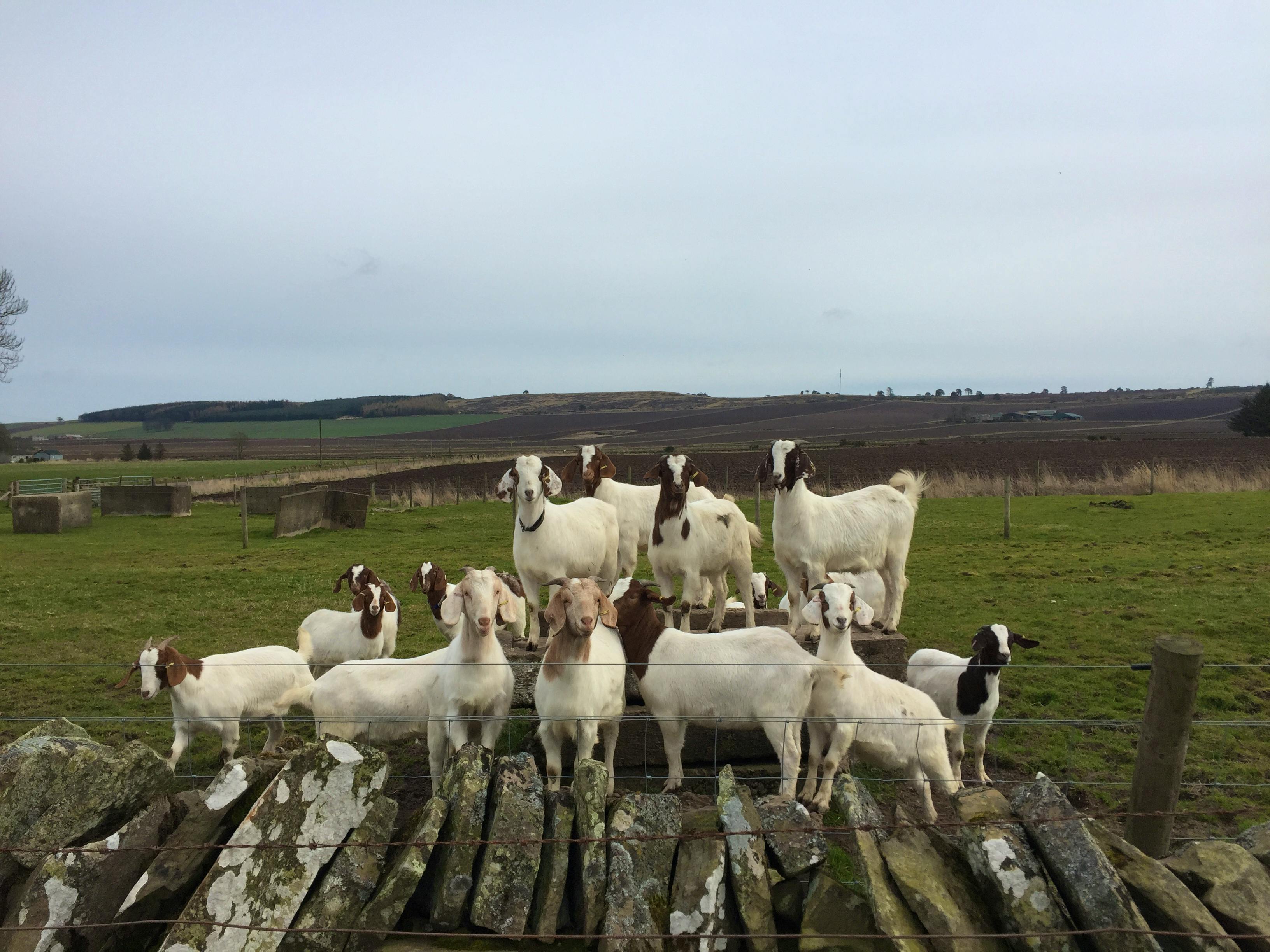 Newton Farm Holidays — Shorthand Social