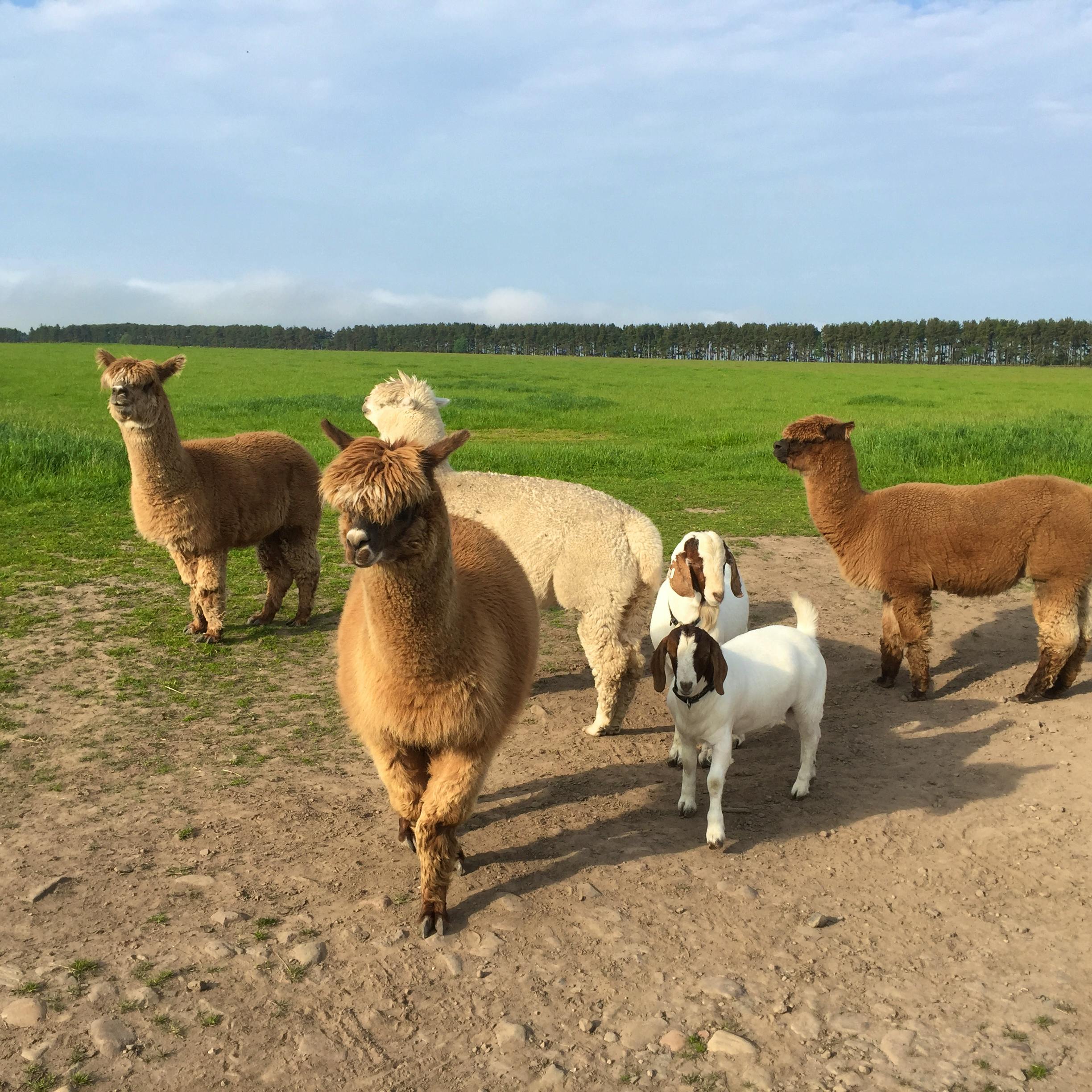 Newton Farm Holidays — Shorthand Social