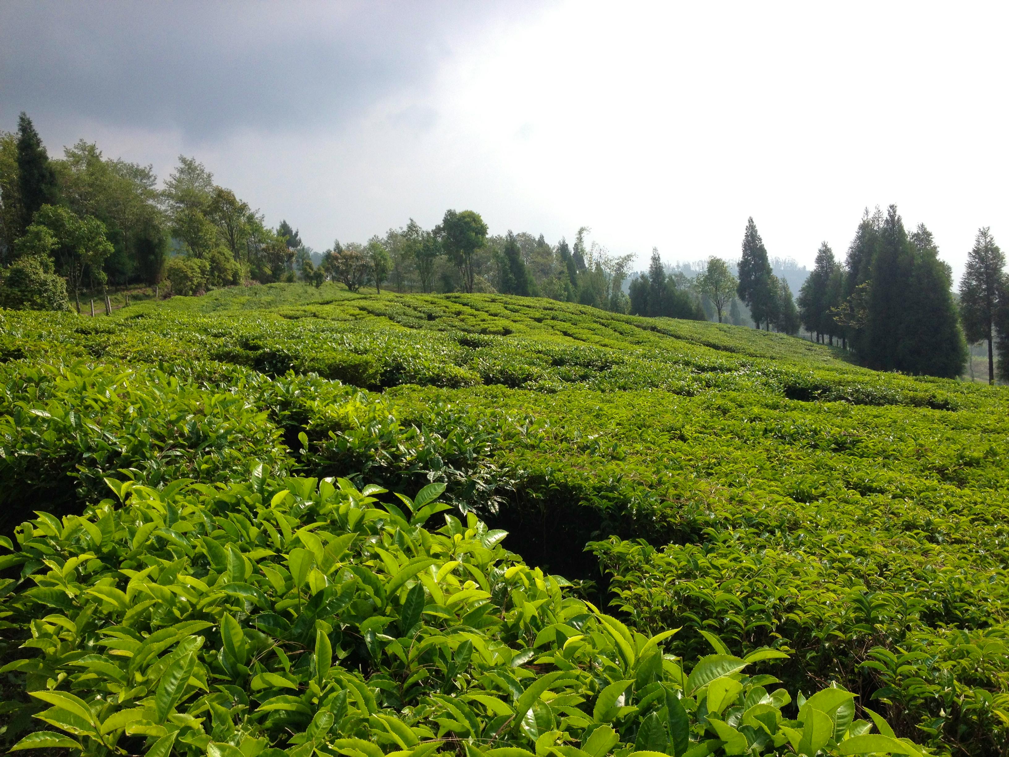 Ilam — Shorthand Social