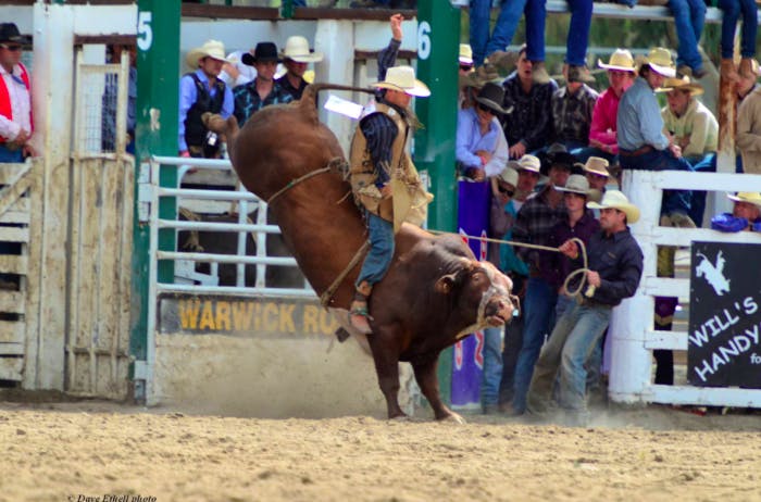 RODEO CONTROVERSY AFTER TWO BULLS EUTHANISED AT EATONS HILL HOTEL ...